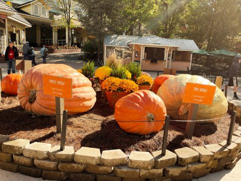 Dollywood's Harvest Festival: Top Things to Do in the Fall!
