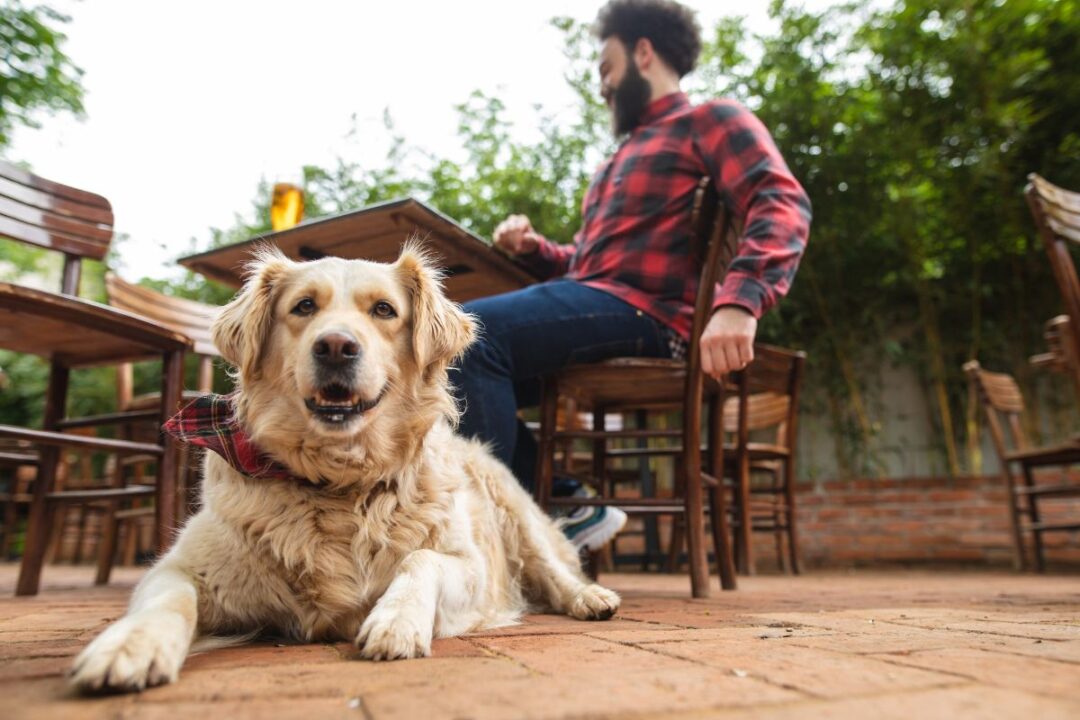 Dog-Friendly Knoxville: Exploring the Scruffy City with Your Pup