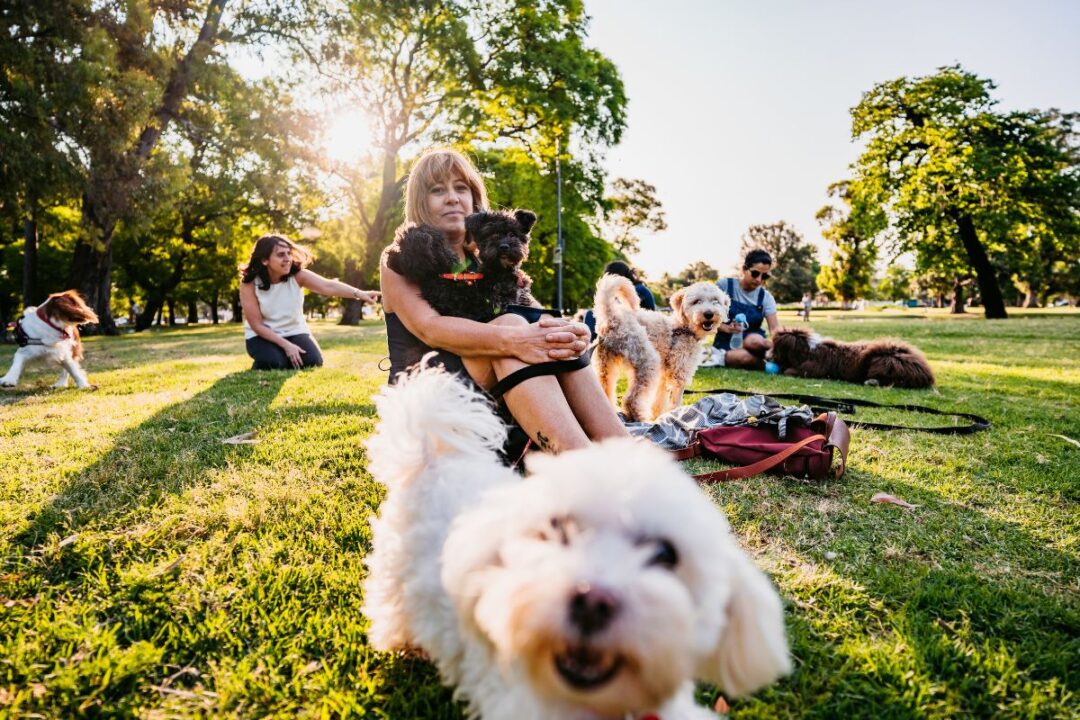 Dog-Friendly Knoxville: Exploring the Scruffy City with Your Pup