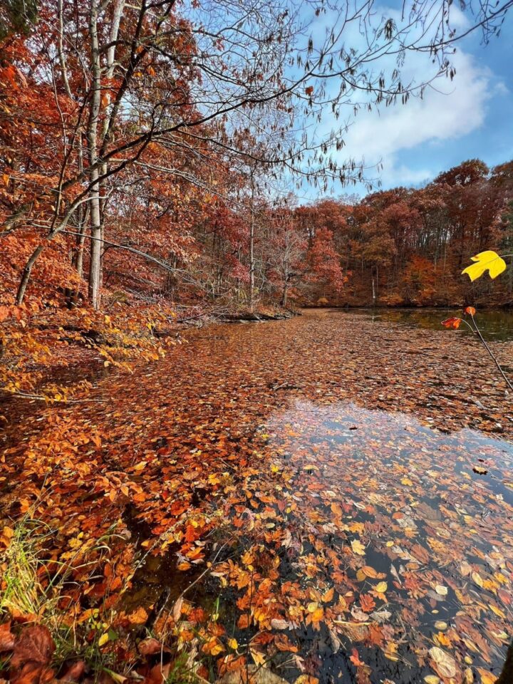 14 Fall Hikes in Tennessee with Sweeping Fall Foliage Views