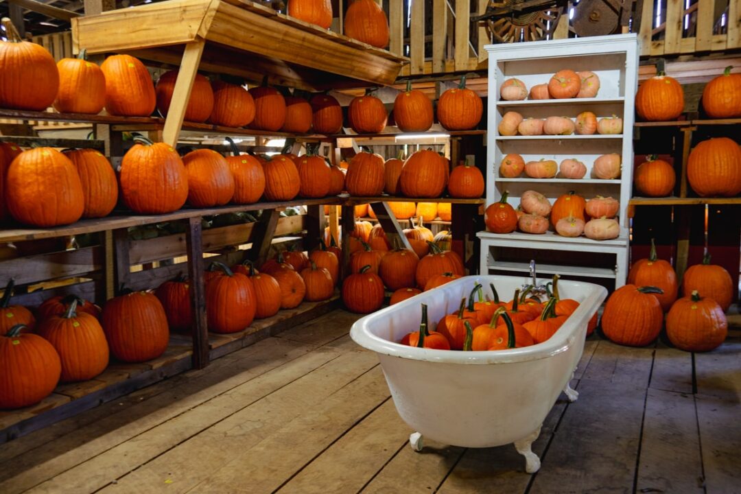 Fall in Johnson City, TN: Best Fall Activities & More!