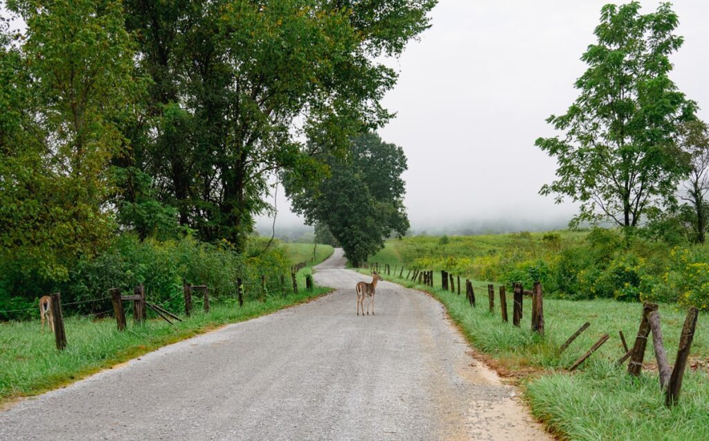 The Ultimate Cades Cove Travel Guide: Know Before You Go