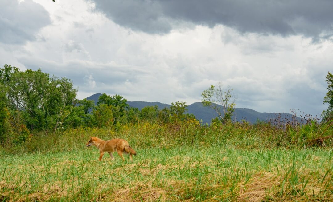 The Ultimate Cades Cove Travel Guide: Know Before You Go