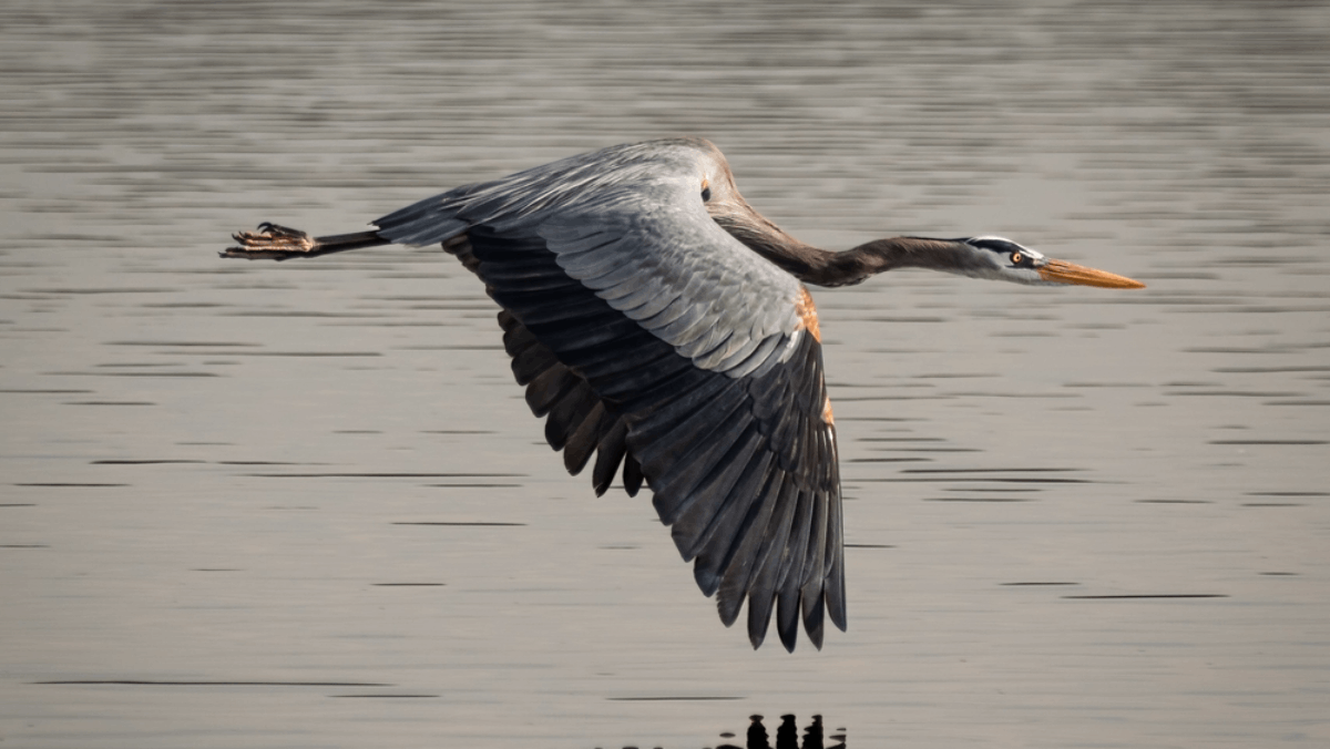 8 Birdwatching Adventures That Prove Tennessee Is a Hidden Birding Gem
