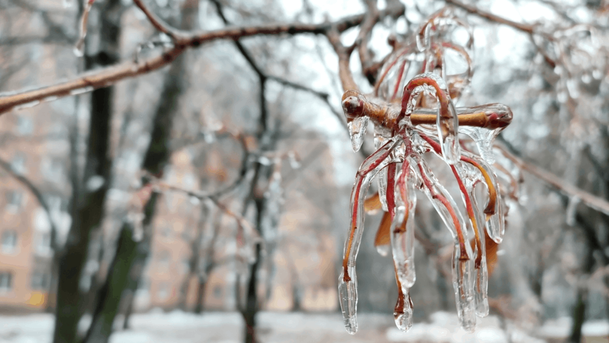 Nashville Remembers 3 Devastating Ice Storms as History Threatens to ...