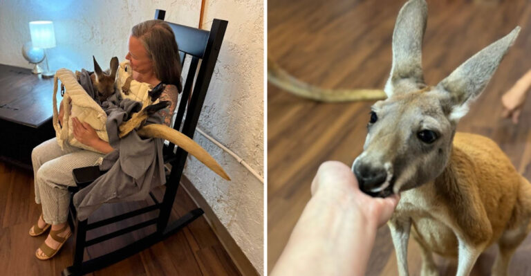 The Colorado Animal Attraction Where You Can Meet Kangaroos and See ...
