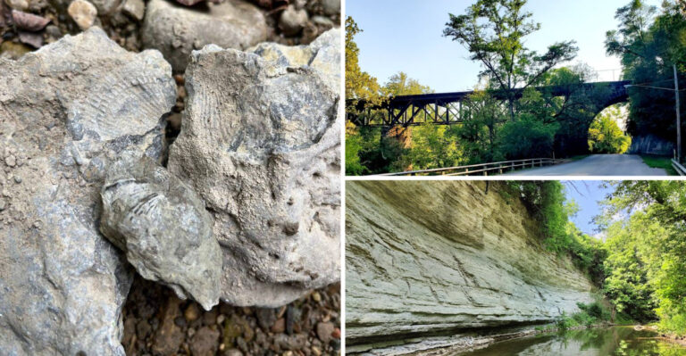 The Free Fossil Park in Indiana Where You Can Hunt for 440-Million-Year ...