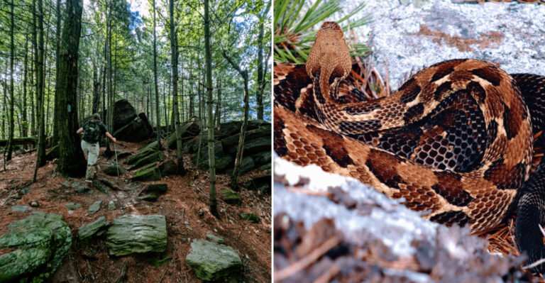 This 85,000-Acre State Forest in Pennsylvania Is a Year-Round Haven for ...