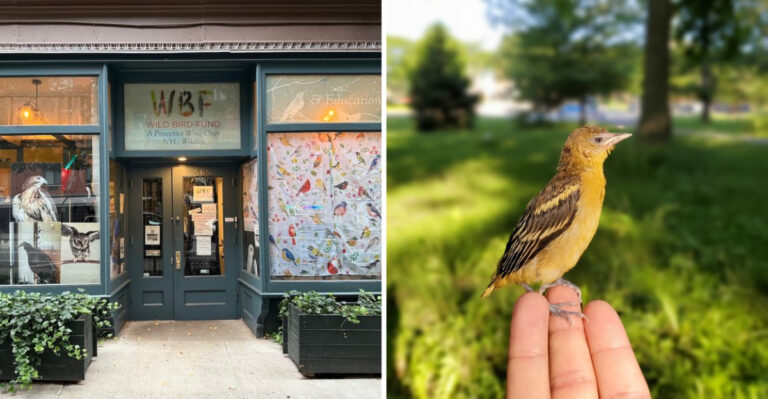 This Nonprofit in New York Heals Injured Birds and Welcomes Anyone to ...