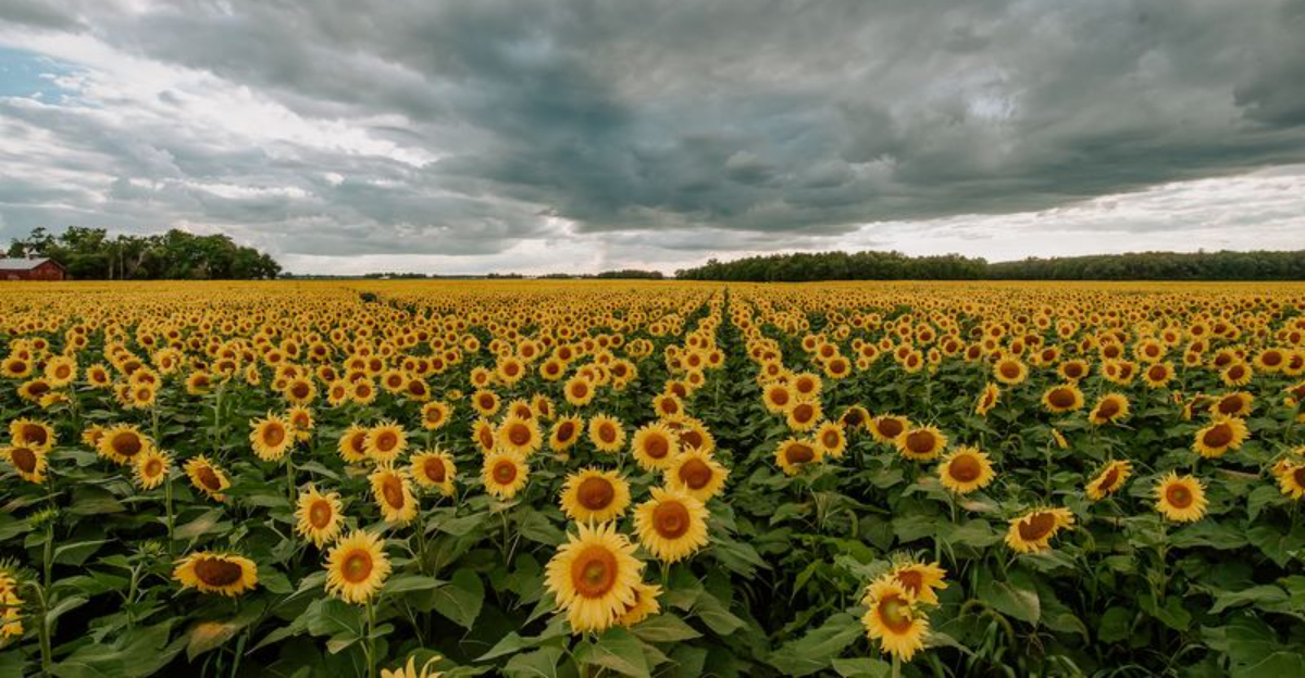This Ohio Sunflower Field Is So Beautiful, It’s Worth The Wait Every Summer